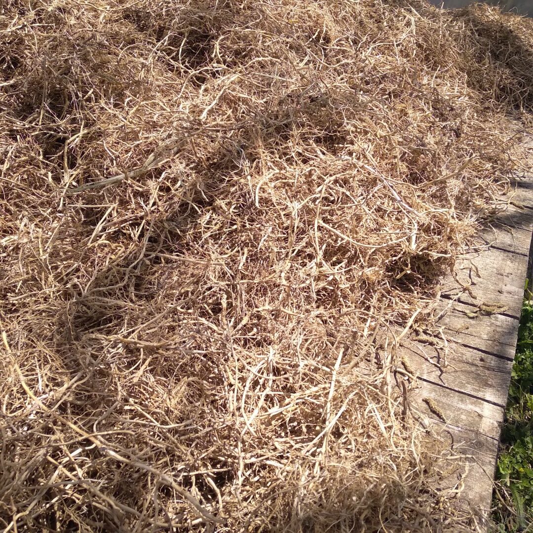 Αγριάδα βότανο 30 γρ – Trinity Farm